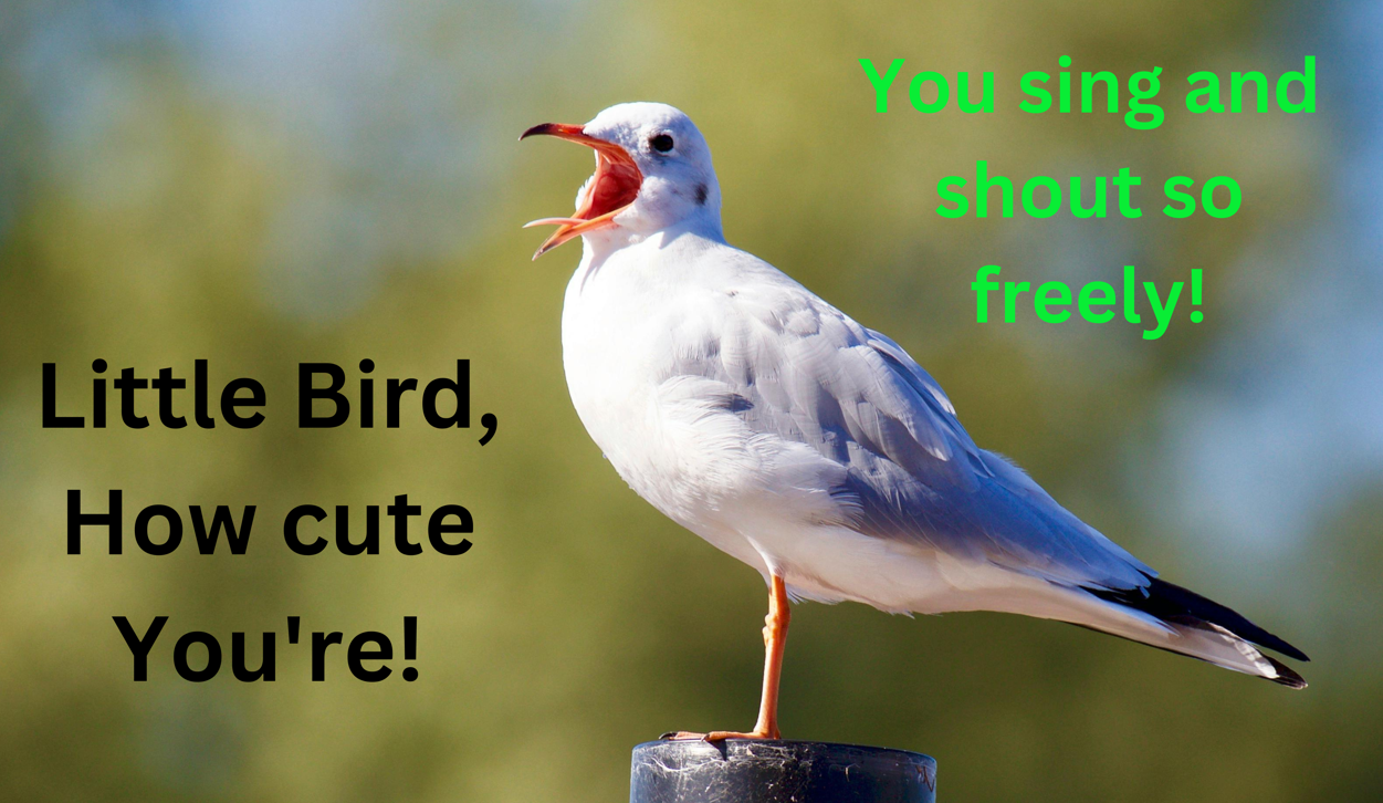 Little Bird – Hear Ye Him